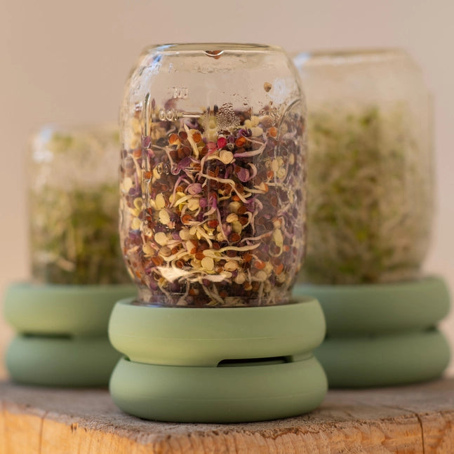 How to Grow Sprouts in a Jar at Home from Beans or Seeds – Vintage ...